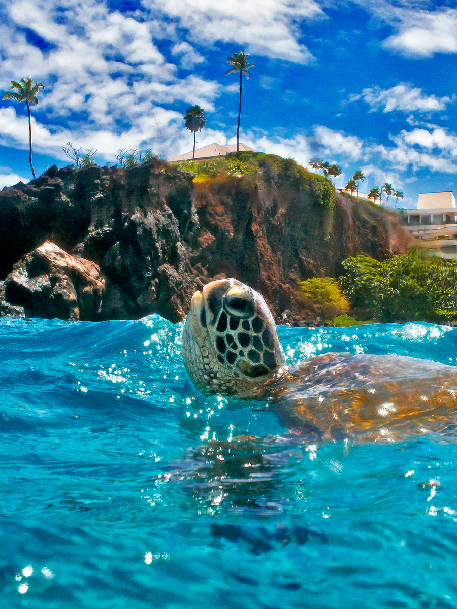 'Aloha' ........ a pacific green turtle taking a breath, at the famous ...