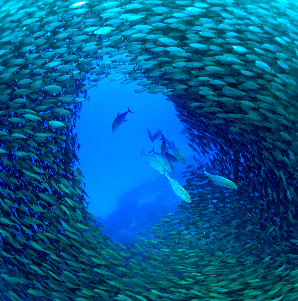 'Baitball Hunters' ........ A large school of Akule (Hawaiian for bige ...