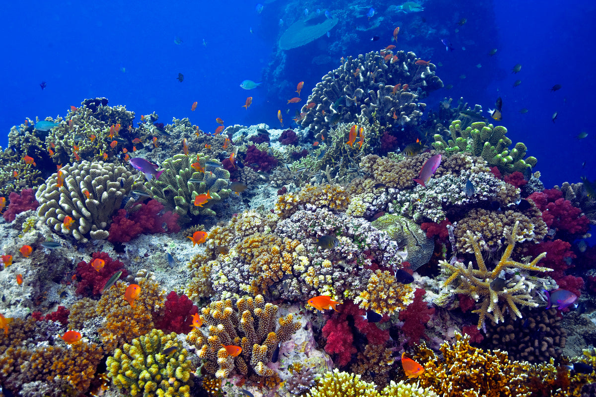 'Coralhead' ........ In Pacific Harbor in Fiji, there are coral reefs ...